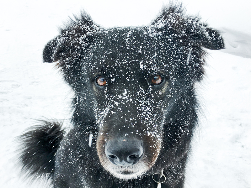 Treatibles: Pet Winter Skin Care Tips for 2025